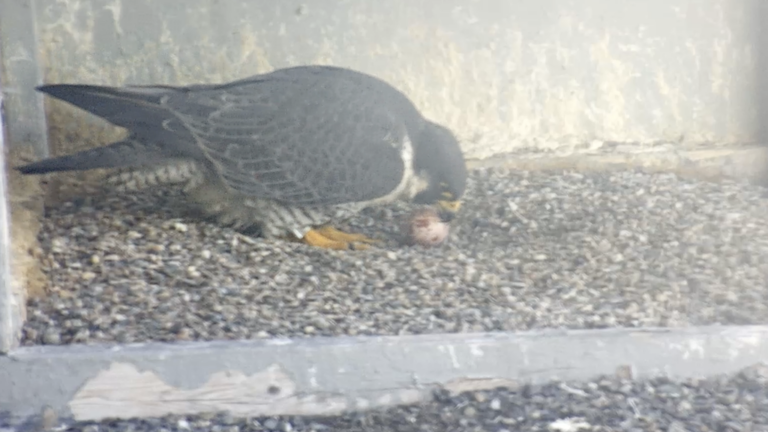 CUTE ALERT: It’s Baby Falcon Season at 55 Water St. - Downtown Alliance