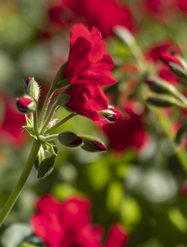 Volunteer With Us - Downtown Alliance